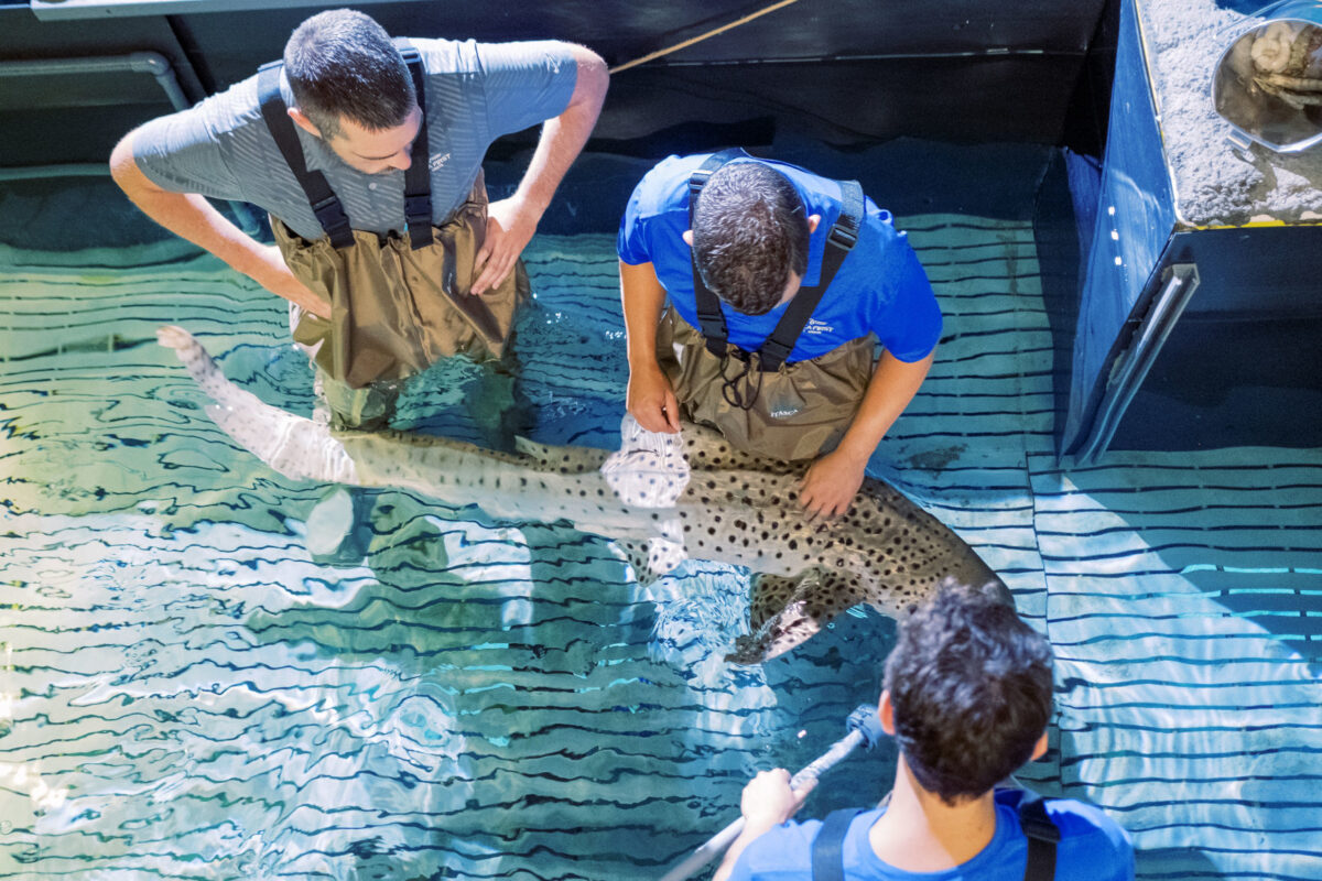 Loveland Living Planet Aquarium opens interactive new shark encounter ...